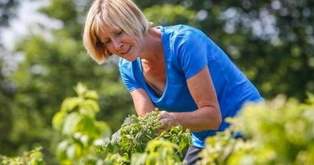 Milan farm carves blueberry niche - Loop News