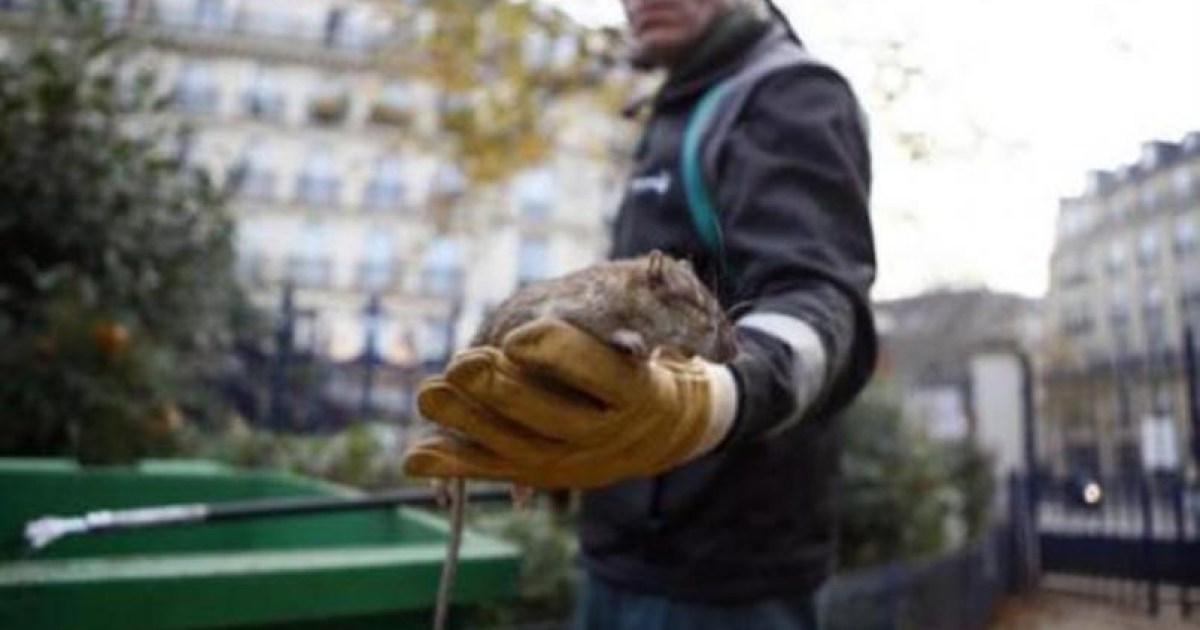 Rats! Paris fights back against rodent infestation - Loop News
