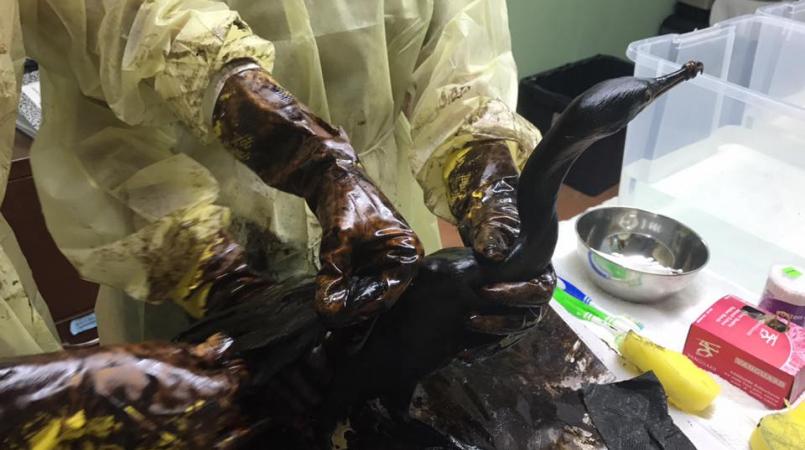 VIDEO: Frantic rescue efforts underway in T&T for oil-covered birds ...
