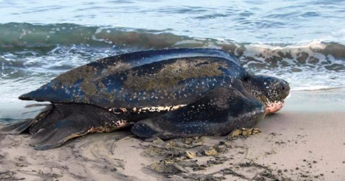 EMA condemns slaughter of turtles in Tobago - Loop News