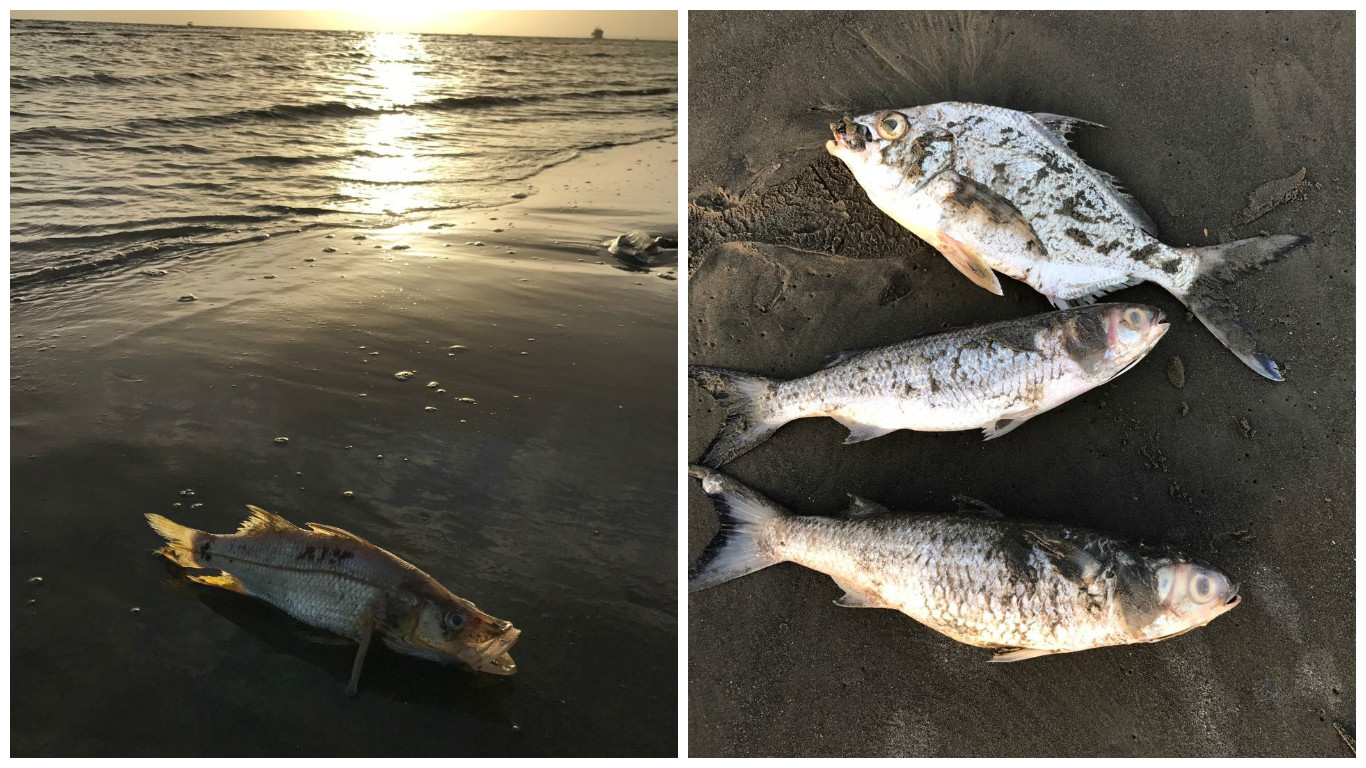 FFOS: International coverage of T&T fish kill needed - Loop News