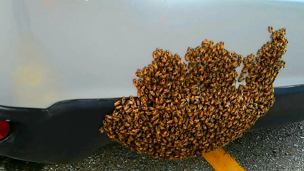 Watch: Swarm of bees cluster around car in Trinidad - Loop News