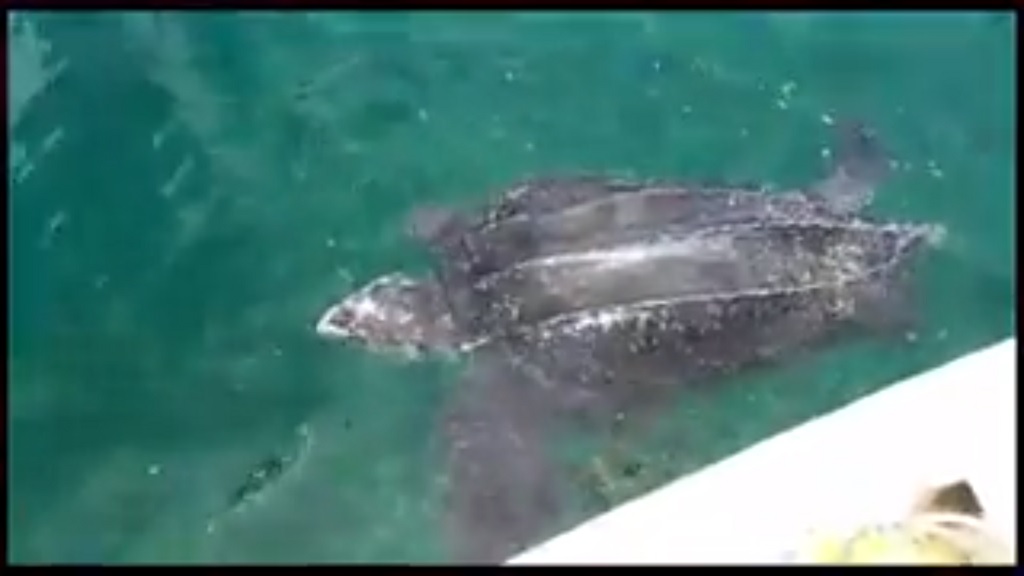 Watch: Leatherback turtle freed from fishing boat in Tobago - Loop News