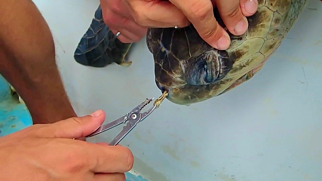 Going Green: Petition to ban plastic straws gathers 15,000 signatures ...