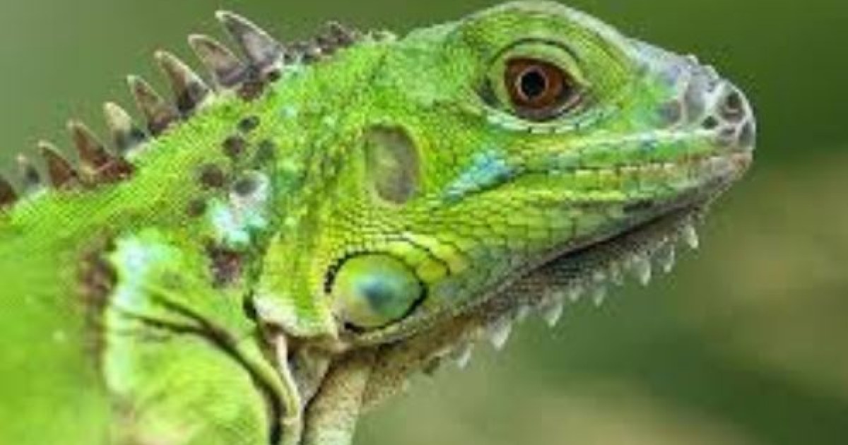 Cayman Gov’t to pay Iguana cullers up to $5 per lizard - Loop News