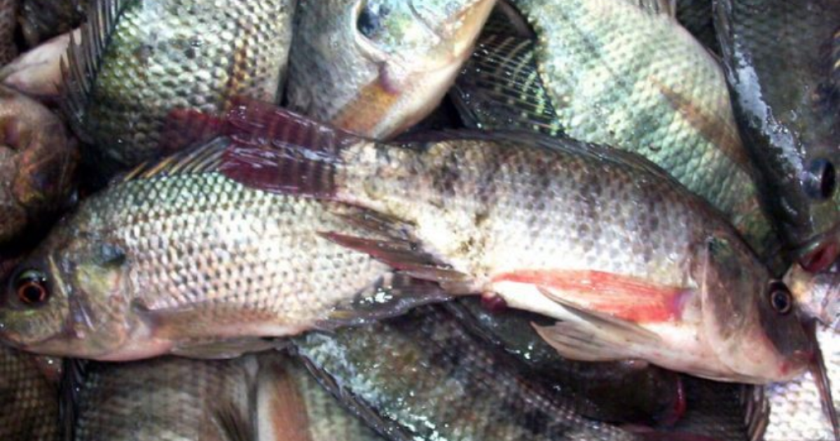 Fisherman granted bail for stealing $9500 in fish, shrimp - Loop News