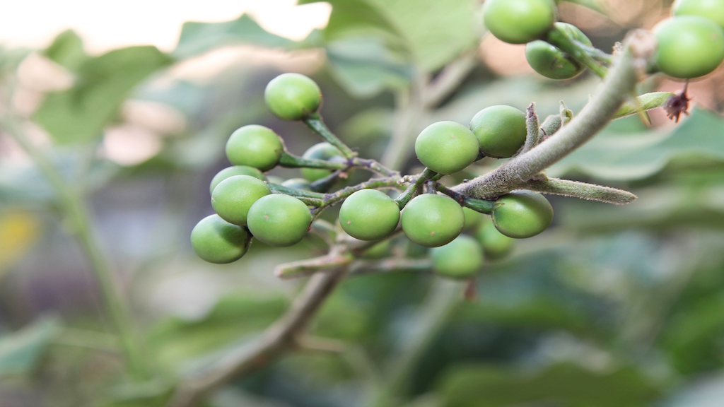 Botanical Roots: Why you should eat 'Susumba' - Loop News