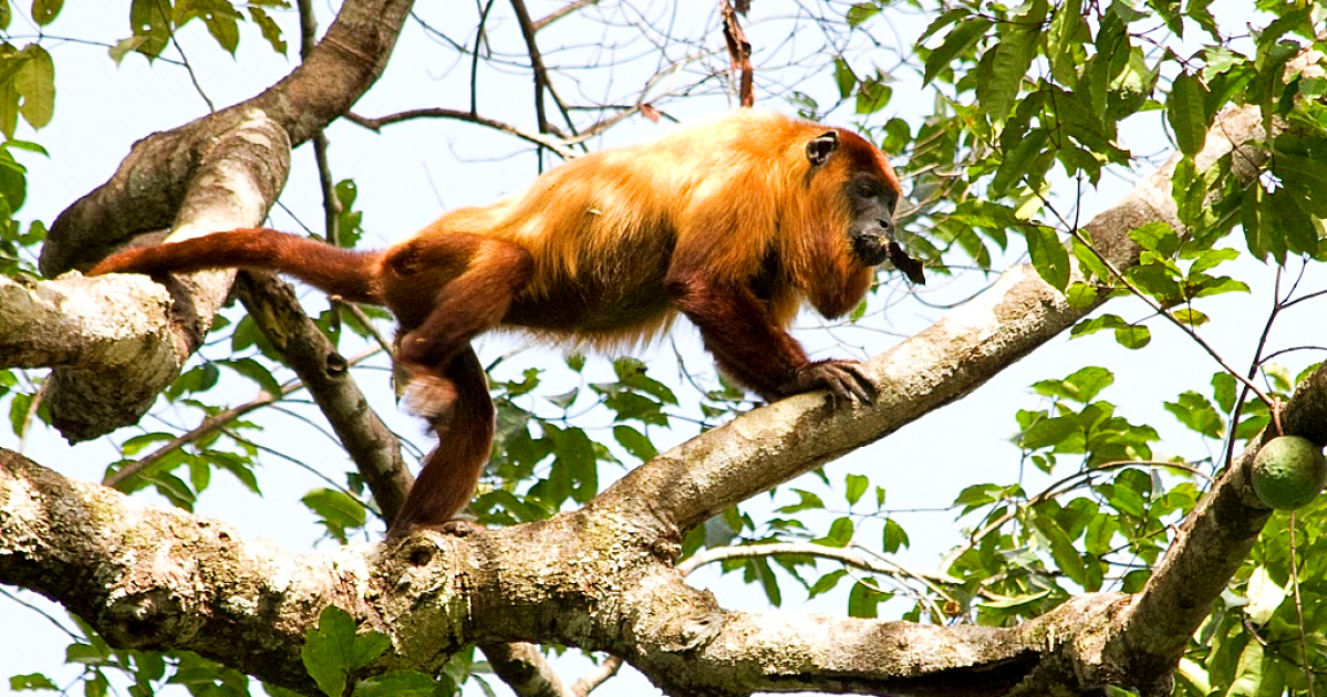 Red Howler monkeys to become Environmentally Sensitive Species - Loop News