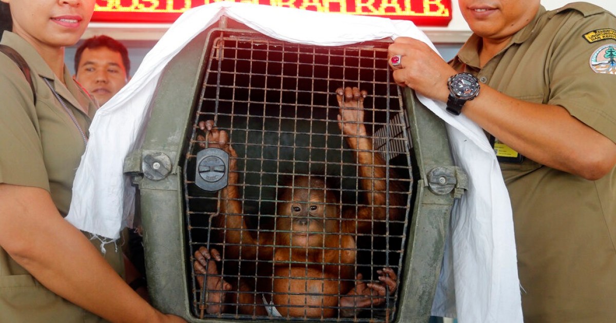 Indonesia says arrested Russian smuggled orangutan, lizards - Loop News