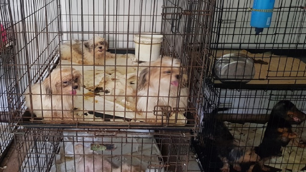 Heartbreak as 3 of the rescued George Town dogs die - Loop News