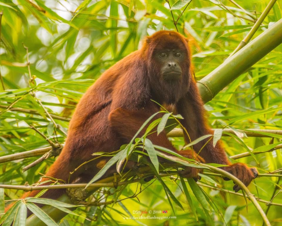 Red Howler, White-Fronted Capuchin monkeys to be declared ESS - Loop News
