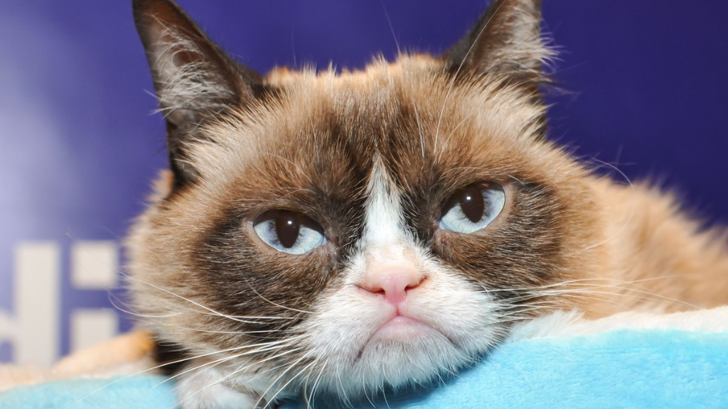 Internet sensation Grumpy Cat has died at age 7 - Loop News