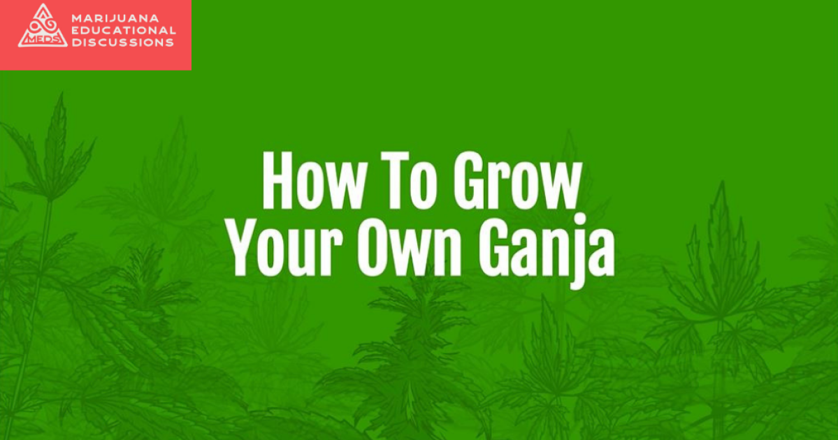 MEDS: Learn to grow ganja with Itopia Life - Loop News
