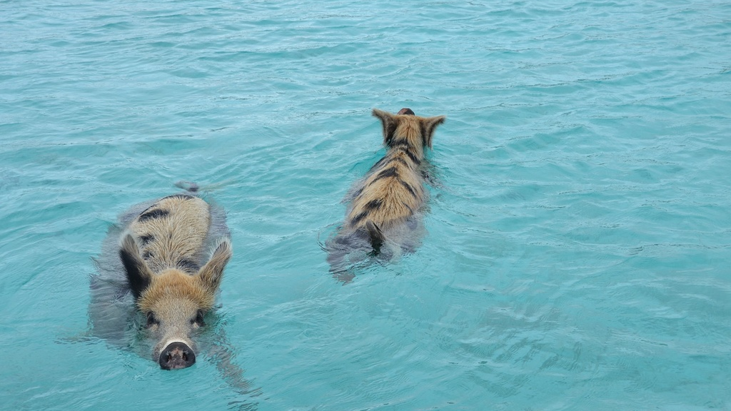 Watch: The Bahamas tourism on a high thanks to Lenny Kravitz - Loop News