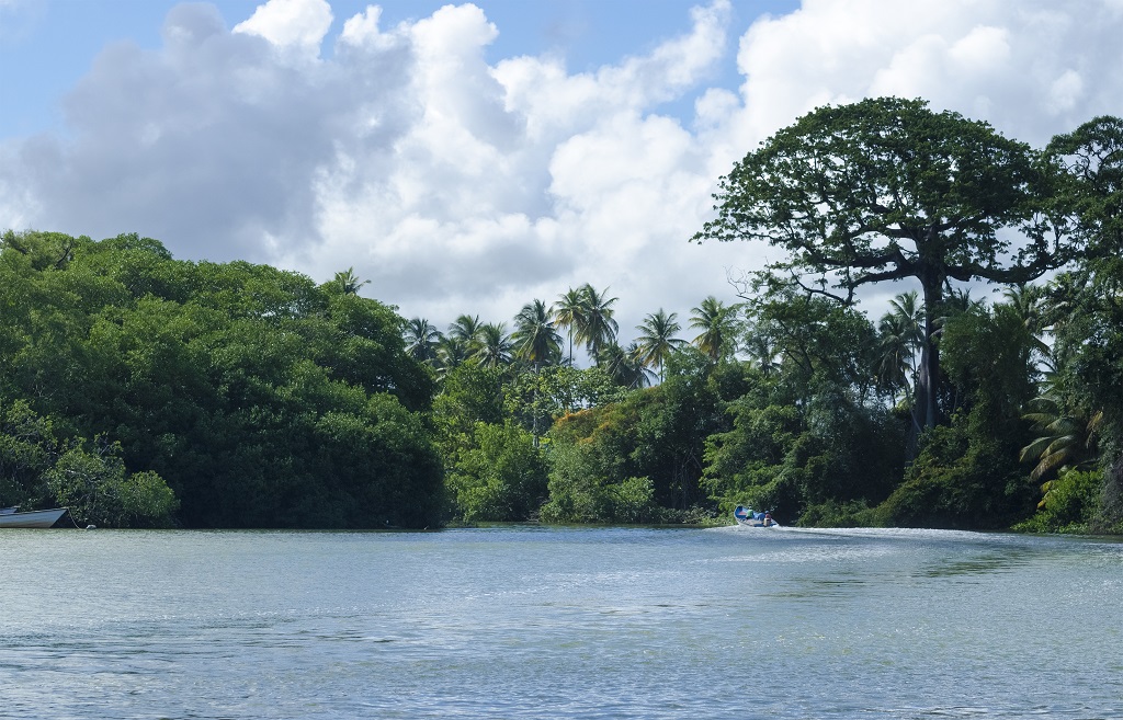 9 things to know about the protected Nariva Swamp - Loop News