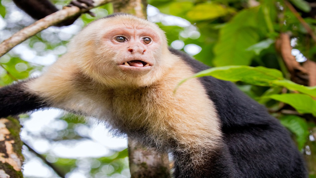White-faced Capuchin monkey captured in Jamaica - Loop News
