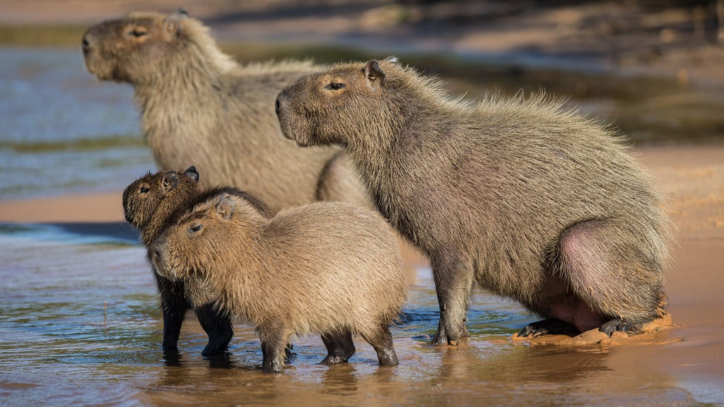 Zoological Society supports Capybara hunting on private lands - Loop News