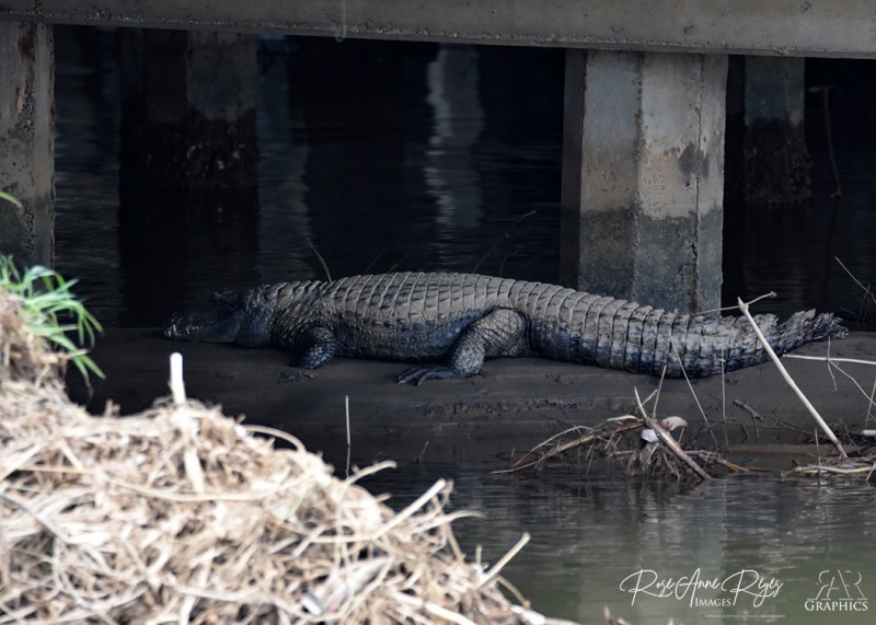 Photo courtesy Rose-Anne Reyes, director of RAR Graphics. - Loop News