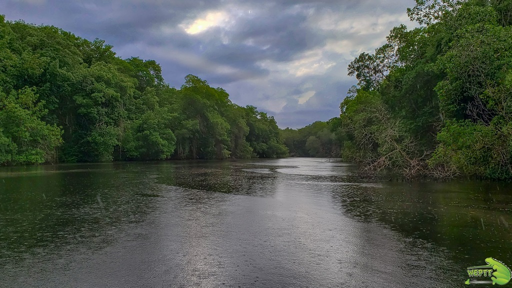 NGO calls for protections for T&T's wetlands - Loop News