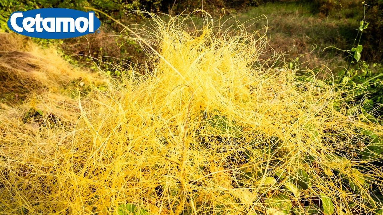 Botanical Roots: Why you should consume love bush - Loop News