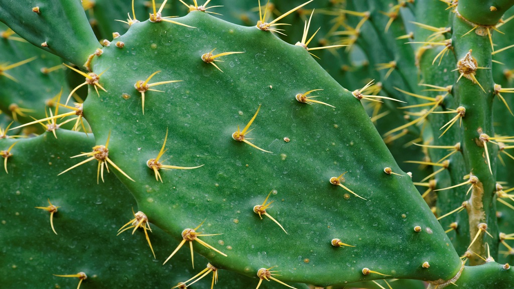 Botanical Roots: Why you should eat tuna plant - Loop News