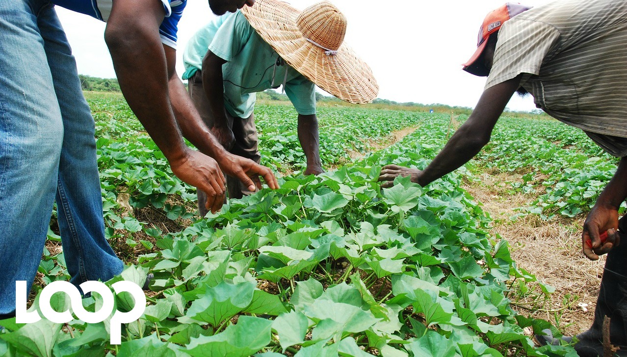 UWI professor calls for renewed focus on food security due to COVID-19 ...