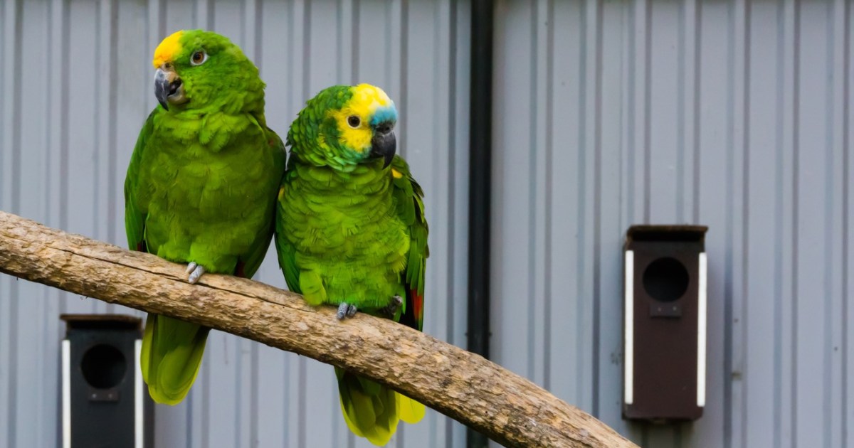 $20K bail each for men held with protected animals - Loop News