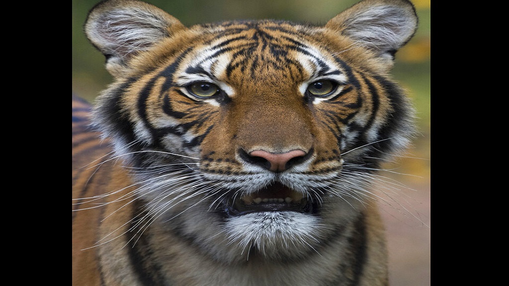 Tiger at NYC's Bronx Zoo tests positive for coronavirus - Loop News
