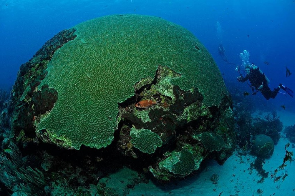 World Ocean Day 2020 has coral reef bio diversity in Zoom - Loop News