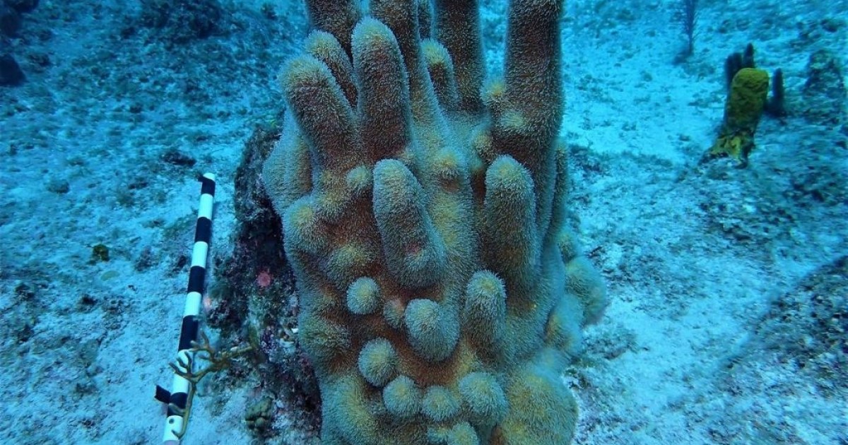 Cayman: DoE finds rare species of Pillar Coral - Loop News