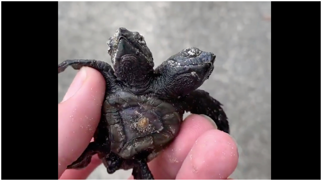 VIDEO: Tiki & Twist - conjoined twin turtles, released off Barbados ...