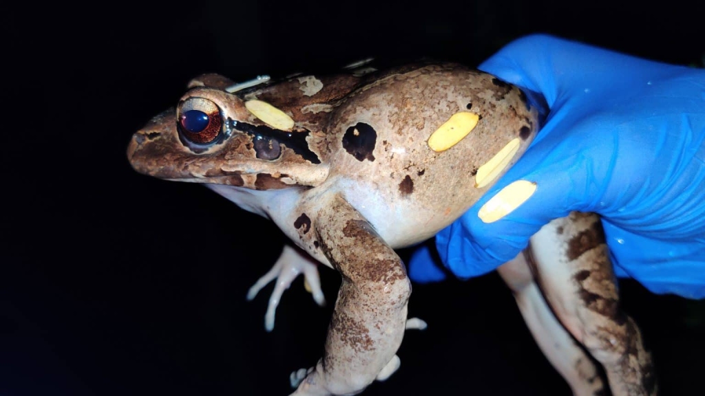 Montserrat reaches ‘mountain chicken’ milestone - Loop News