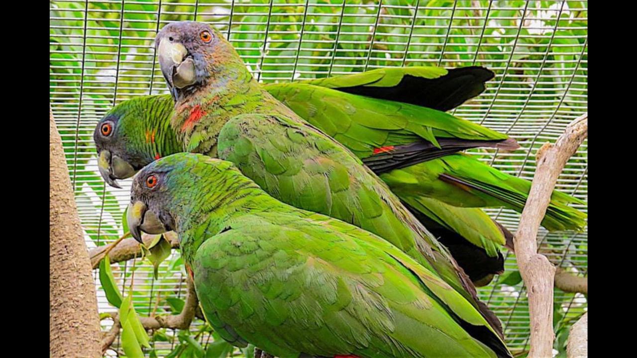 BirdsCaribbean working to protect Dominica's Sisserou & Jaco parrots ...