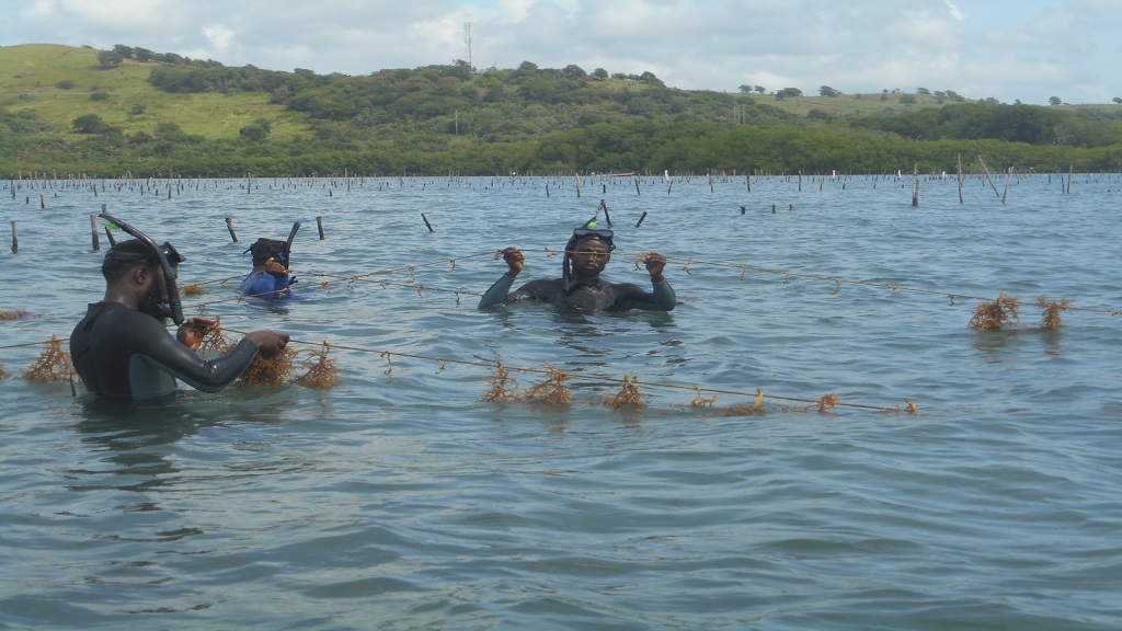 St Lucia's sea moss industry now struggling after success - Loop News