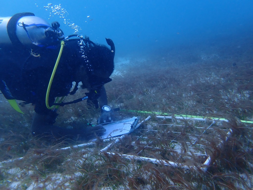 Vincentians trained in Biophysical Monitoring at Tobago Cays Park ...