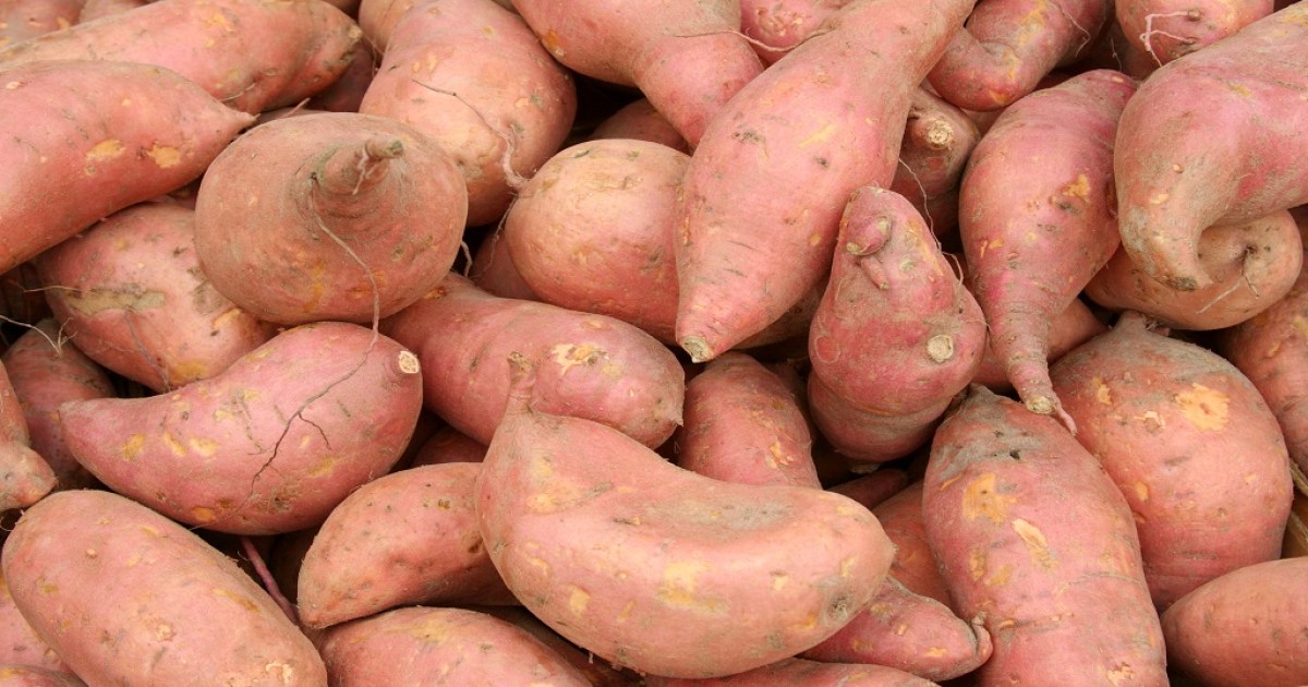 CDB supports sweet potato value chain project - Loop News
