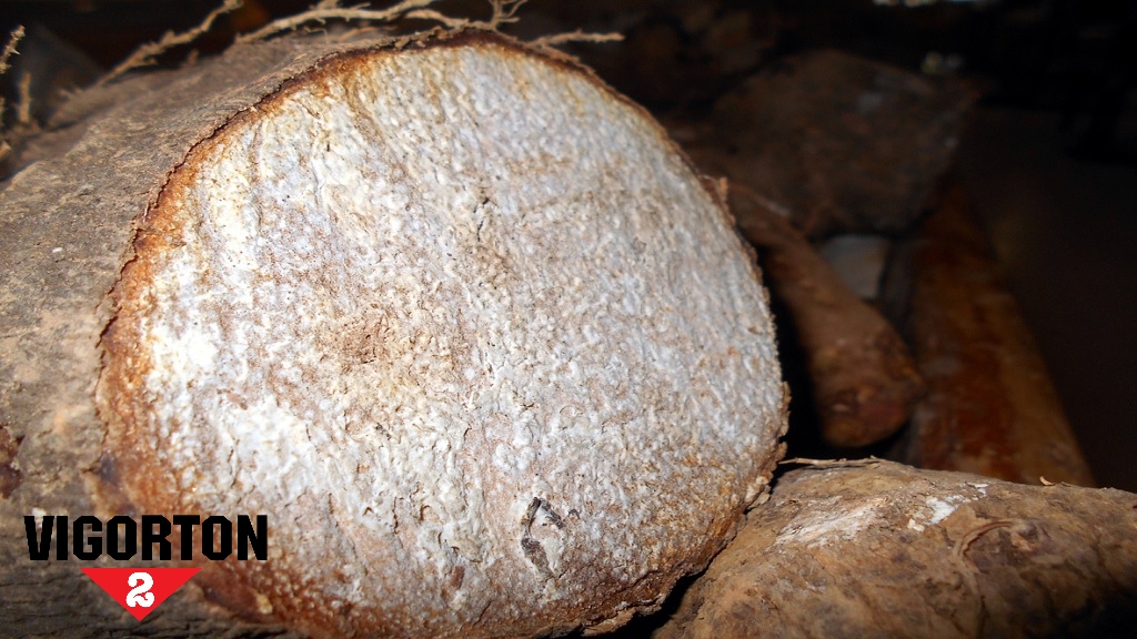Botanical Roots: Why you should eat yam - Loop News