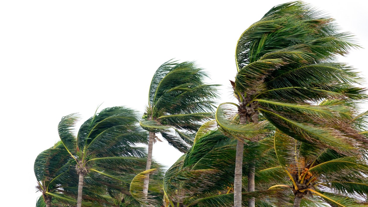 Tropical weather buffets Gulf coast with brisk winds, rain - Loop News