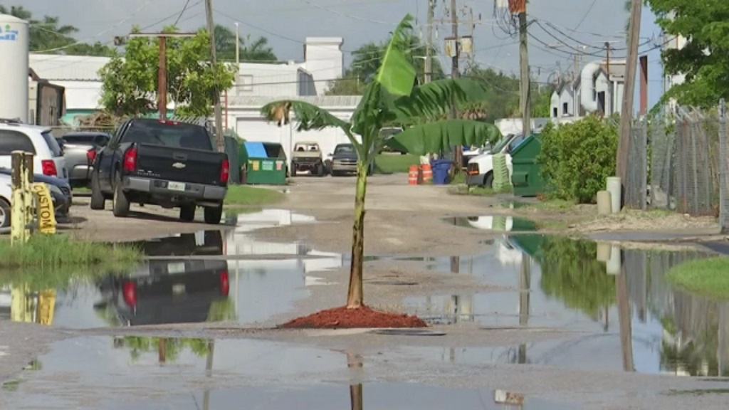 Florida man fed up with potholes plants banana tree in road - Loop News