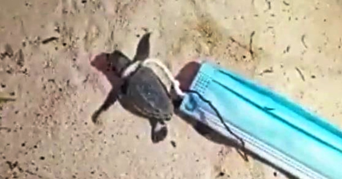Turtle caught! Beachgoers trashed for littering beaches with masks ...