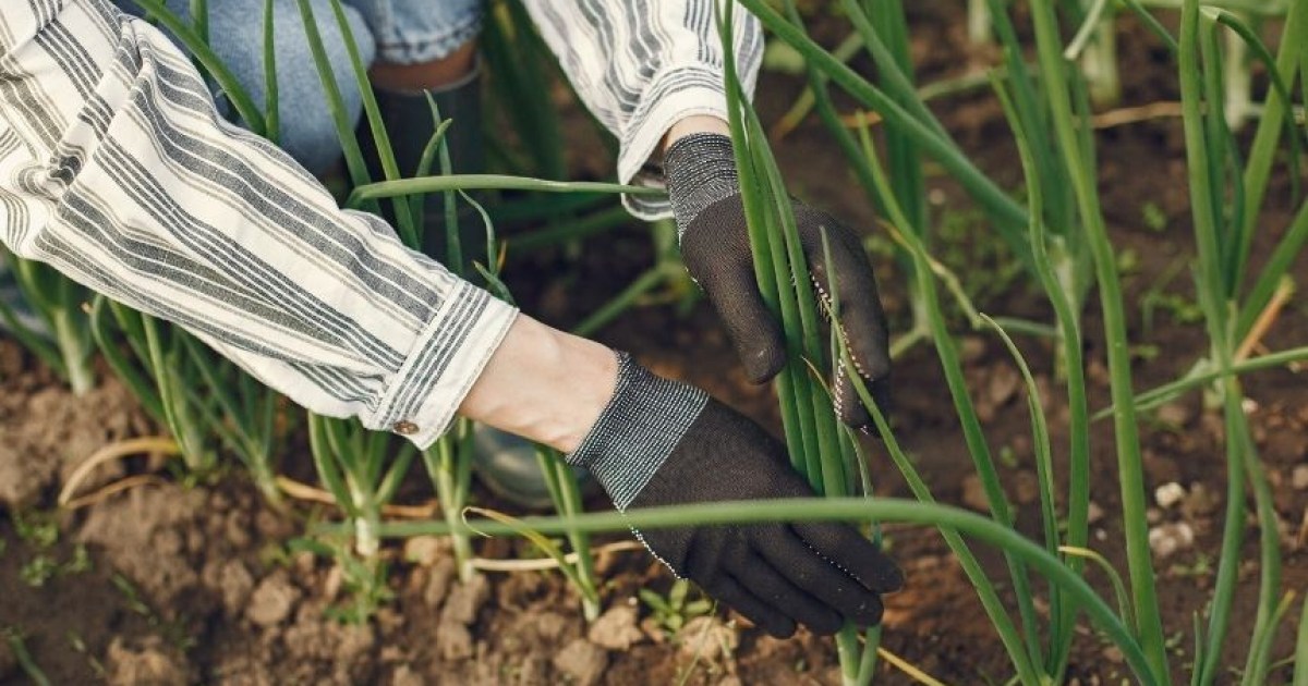 DOA offers land clearing equipment service to North Side farmers - Loop ...