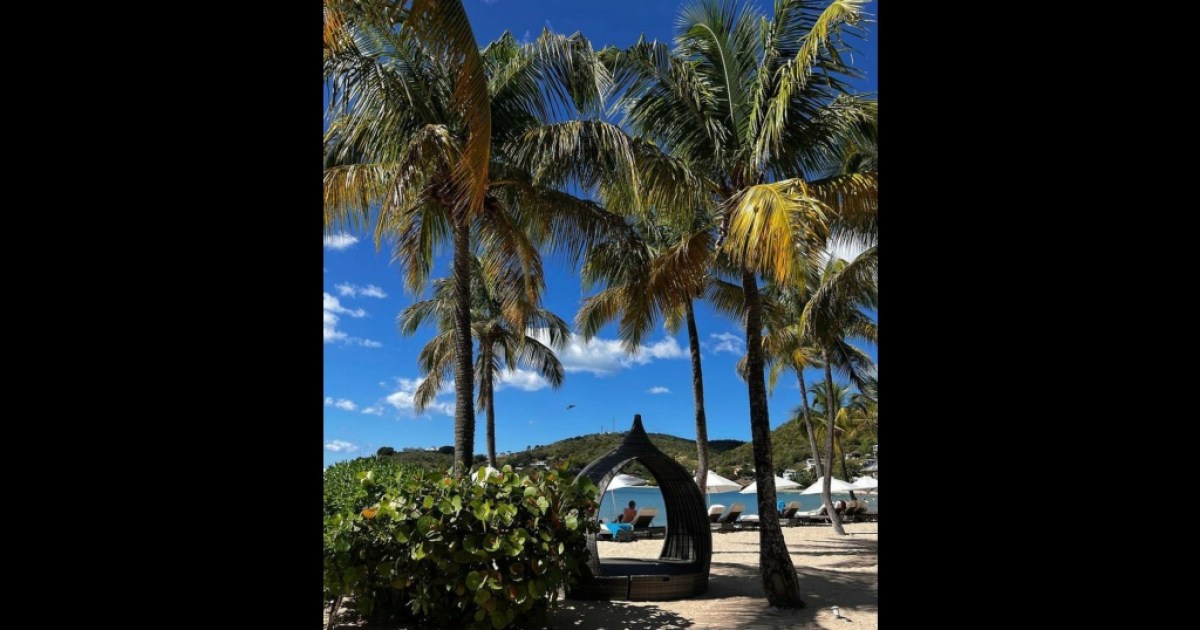 Antigua & Barbuda making progress replenishing coconut palm trees ...