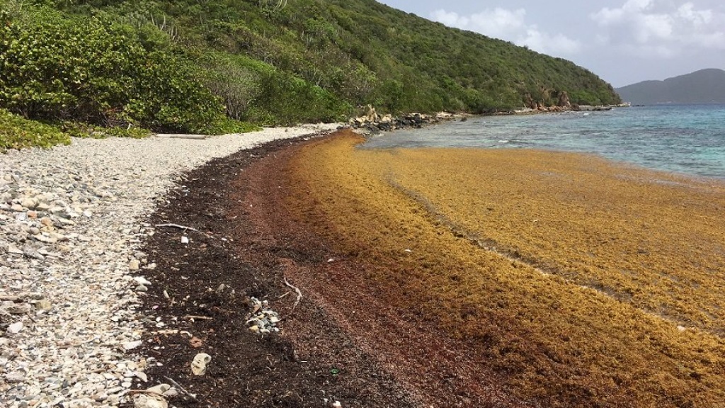 USVI declares SoE on St Croix due to influx of sargassum seaweed - Loop ...