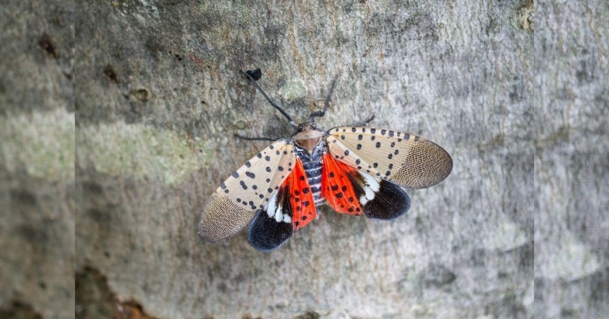 Spotted lanternfly sighting confirmed in North Carolina - Loop News