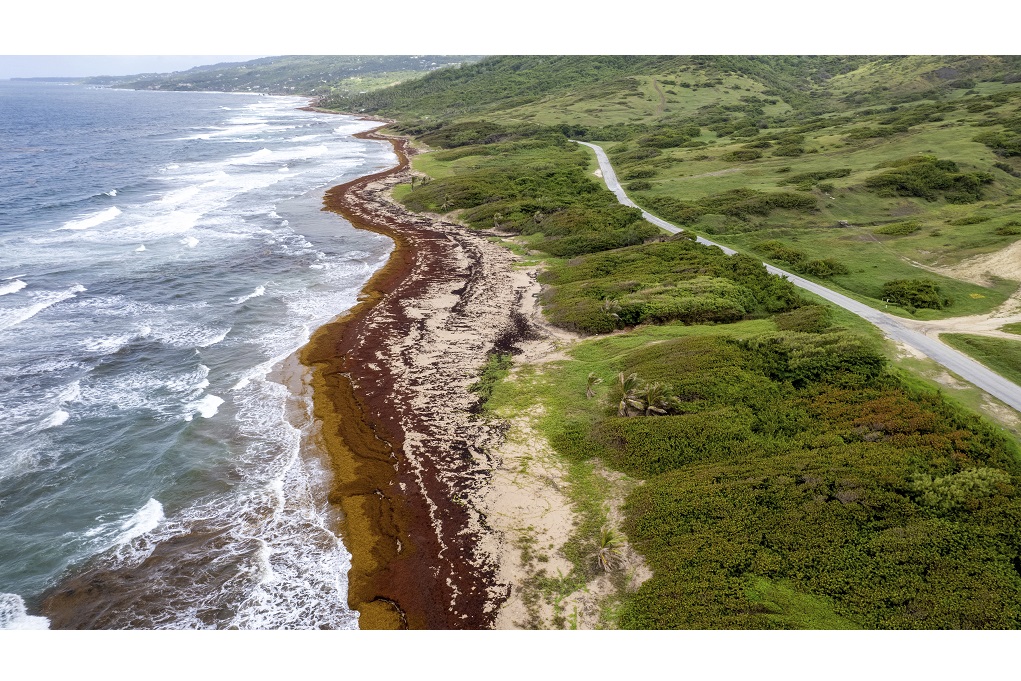 Record amount of seaweed is choking shores in the Caribbean - Loop News