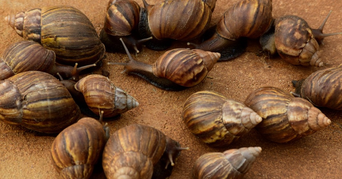 Tobago warns of Giant African Snail infestation - Loop News