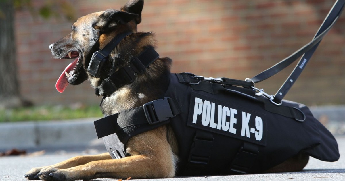 PM looking to reinstate K9 Unit at Customs - Loop News