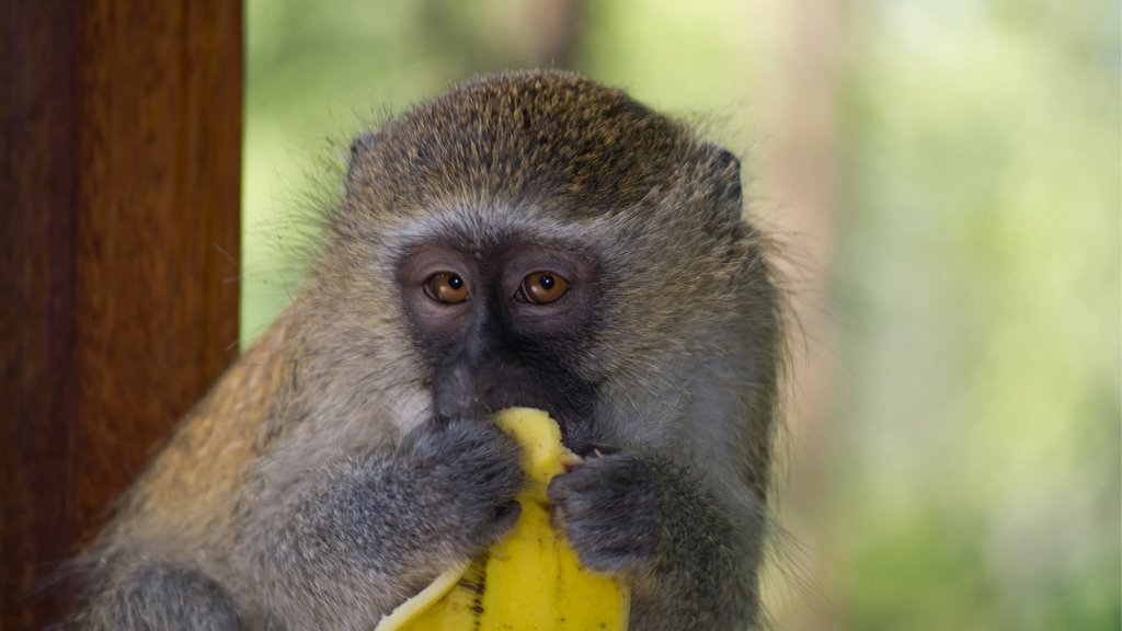 Sint Maarten to manage vervet monkey population - Loop News