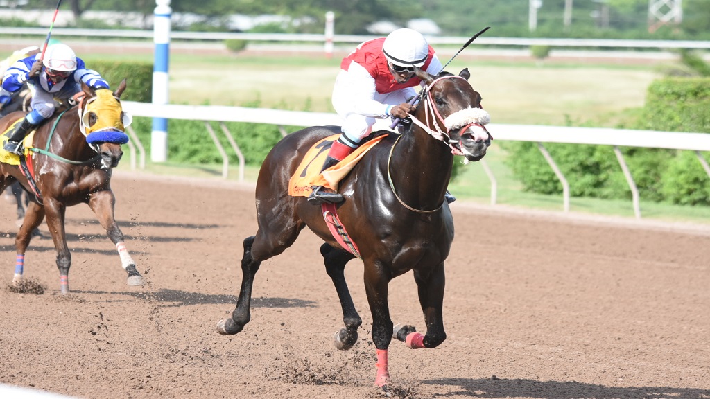 Take Big Big Daddy in knotty overnight-allowance sprint feature - Loop News