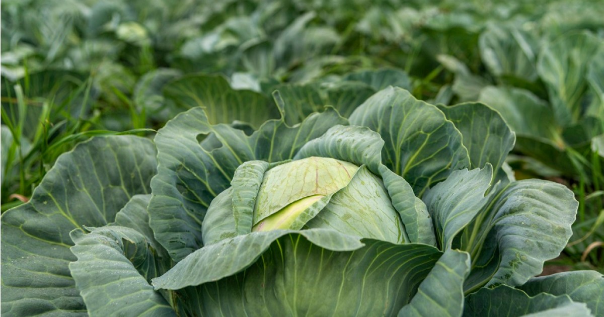Watch out for stolen cabbage doused with insecticide - Loop News